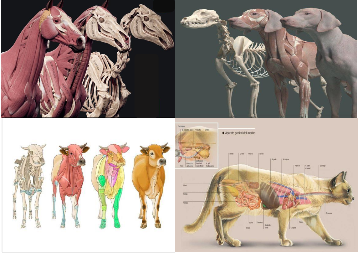 elearning.univ-tam.dz: Tous les cours